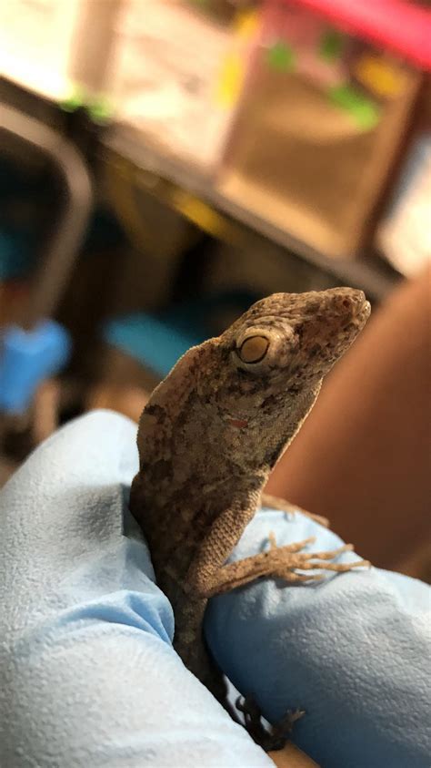121 Best R Anoles Images On Pholder My Lounge 💚
