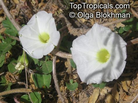 Ipomoea Sp Morning Glory Top Tropicals Plant Encyclopedia
