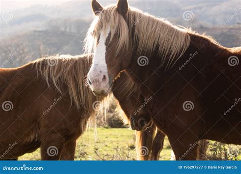 Braune Pferde Im Berg Stockbild Bild Von Pferde Platz 196297277
