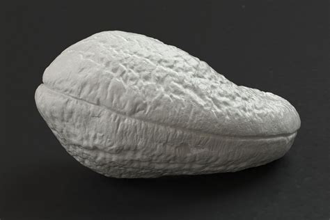 Cashew 3d Model 44 Max Free3d