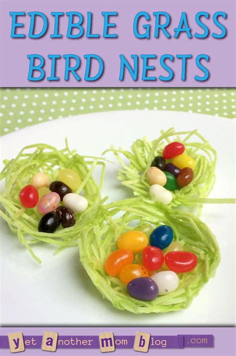 Edible Birds Nest Fun Facts At Cecil Messer Blog