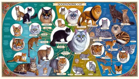 Cat Taxonomy A Comprehensive Guide To Feline Classification Articles