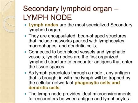 Presentation On Lymph Node Ppt