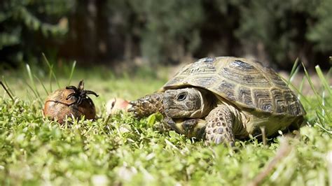 Fungsi Cangkang Kura Kura Struktur Dan Cara Membersihkannya Pintarpet