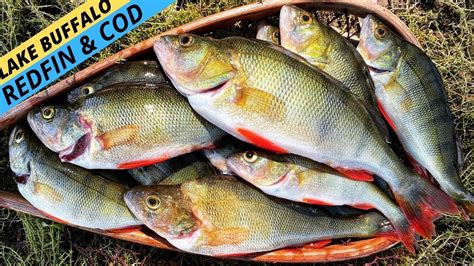How To Catch More Redfin And Murray Cod In Victorias Lake Buffalo Youtube
