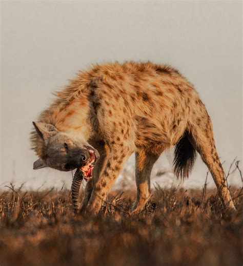 Hyena Birth Canal