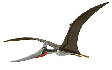 Like Dinosaurs With Wings 5 Facts About Pterosaurs Nbc News
