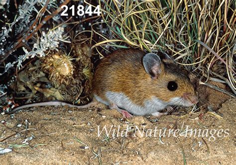 Peromyscus Gossypinus