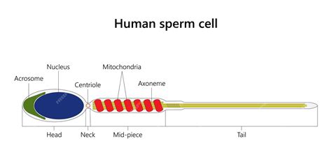 Premium Vector Human Sperm Cell