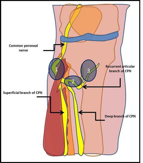 Common Fibular Nerve Branches