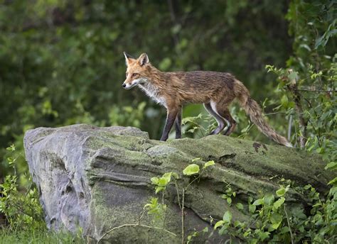 Facts About The Red Fox Red Fox Casia