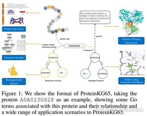 随笔短文 Multi Modal Protein Knowledge Graph Construction And Applications