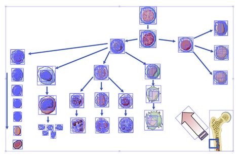 Hematopoiesis Vector