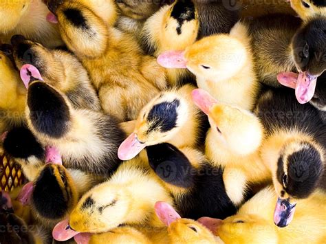 Which Ducks Are Yellow At Johnny Will Blog