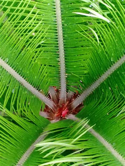 Como Plantar E Cuidar De Cica Cycas Revoluta Cuidados