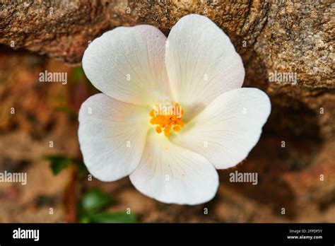 Unknown Hibiscus Flower Looks Like Hibiscus Denudatus Paleface Rock