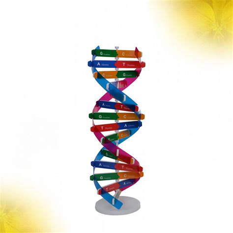Niceauty Molecular Structure Model Kit Diy Dna Double Helix Model Multi Pp 1pcs For Office Use