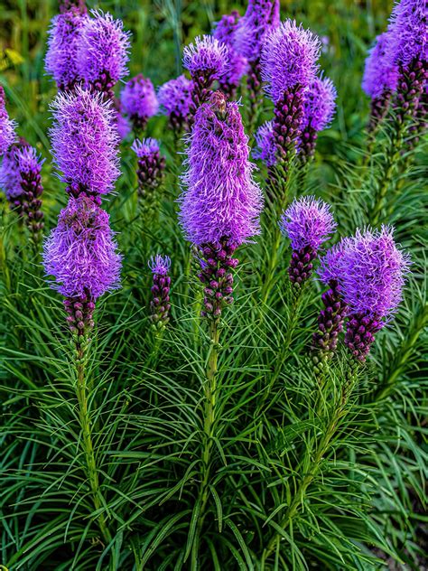 Liatris Spicata Spring Planted Liatris Corms Dutchgrown™ Eu
