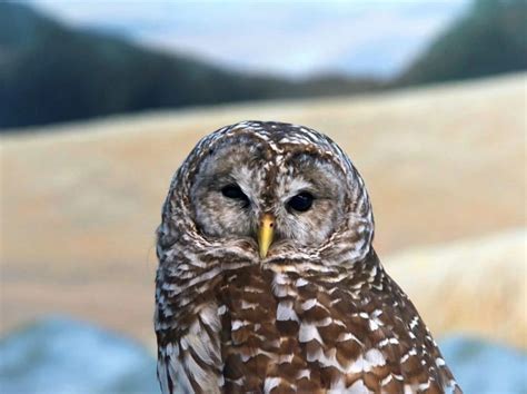 All The Owls In Utah And Their Calls