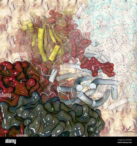 Illustration Of The Enzyme Methane Monooxygenase Hydroxylase In Complex With The Regulatory