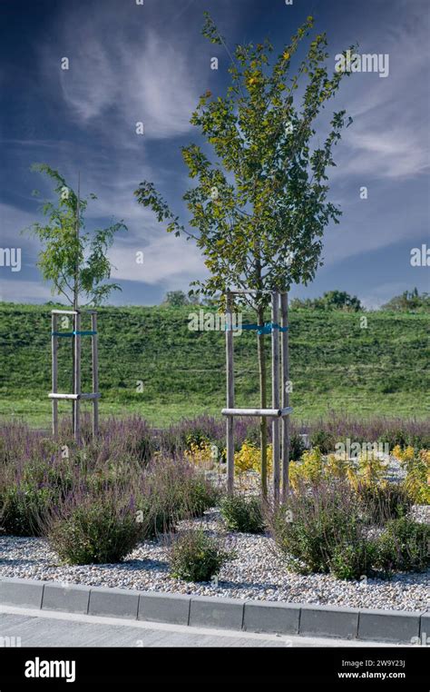 Tree Protection Saplings Hi Res Stock Photography And Images Alamy