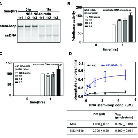 Membrane Helix Predictions Ab Initio Structure Prediction For Ns4b And