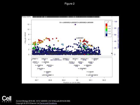 The MC R Gene And Youthful Looks Ppt Download
