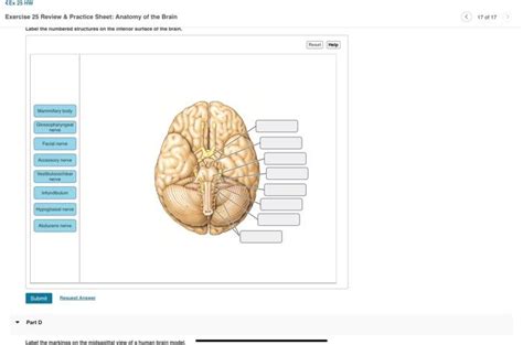 Solved Exercise 25 Review And Practice Sheot Anatomy Of The