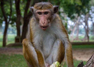 Sri Lanka Toque Macaque Sri Lankan Safari