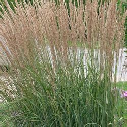 Karl Foerster Feather Reed Grass Garden Seeds And Plants