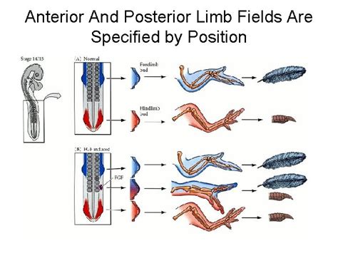 Introduction To Pattern Formation Autonomous Conditional Cell Specification
