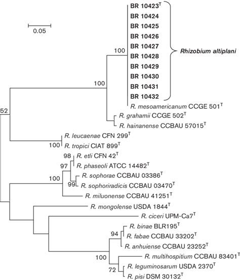 Maximum Likelihood Phylogeny Based On Nodc Gene Sequences Showing The