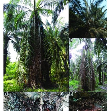 Pdf Ganoderma Zonatum Is The Causal Agent Of Basal Stem Rot In Oil Palm In Colombia