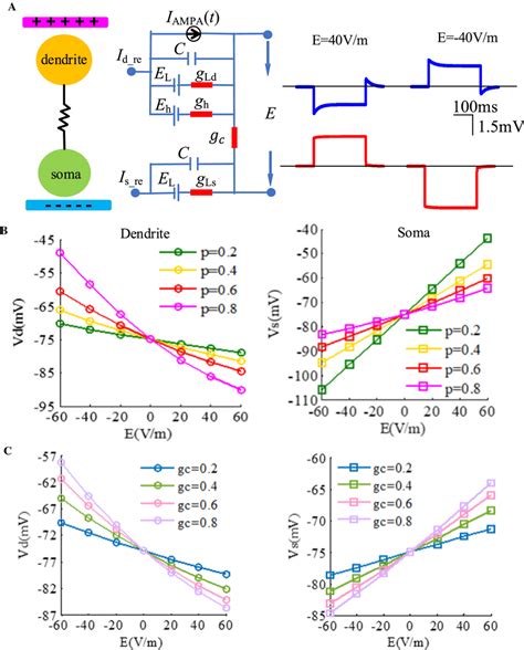 Modeling Dendritic Integration And Ef Stimulation In The Presence Of Download Scientific