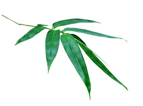 Green Bamboo Leaves Pattern Isolated 26694981 Png