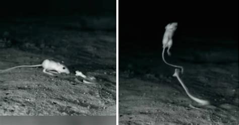 Kangaroo Rat Jumping 