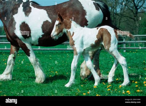 Irish Tinker Ponies Fotos Und Bildmaterial In Hoher Auflösung Alamy