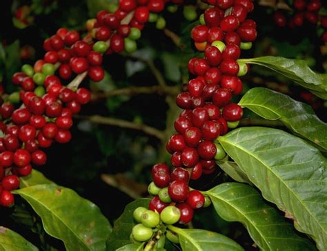 Coffee Tree Lets Dive Into Science