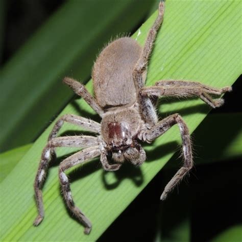 Isopeda Genus Huntsman Spider Naturemapr Australia