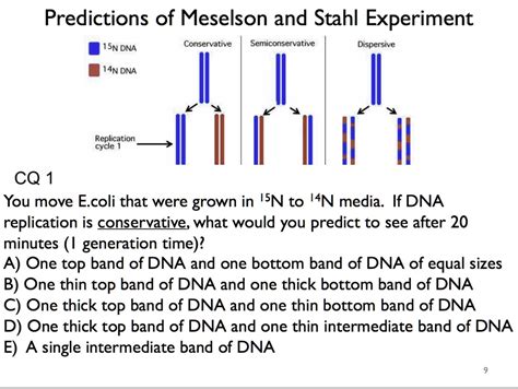 Meselson And Stahl Dispersive