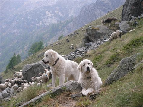 Prise De Position Sur La Révision De Lordonnance Sur La Chasse Sav Société Suisse D