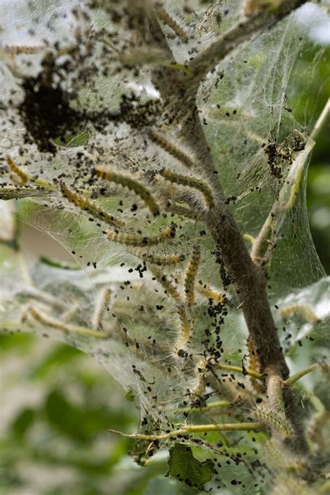 Codling Moth Caterpillars In Silky Web On An Apple Tree Branch Tent