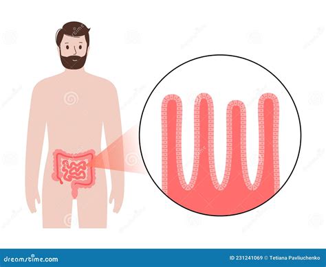 Small Intestine Anatomy Stock Vector Illustration Of Epithelial