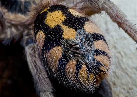 Pumpkin Patch Tarantula Hapolopus Sp Colombia Spider Zone