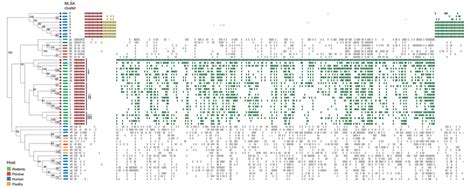 Analysis Of Genome Content By Reference Microarray The Dendrogram Is