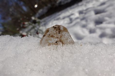 Dirty Piece Of Frozen Water Ice On White Snow The Dirty Tip Of The