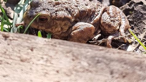 Chris Collins Onmaking A Hibernaculum Garden Organic