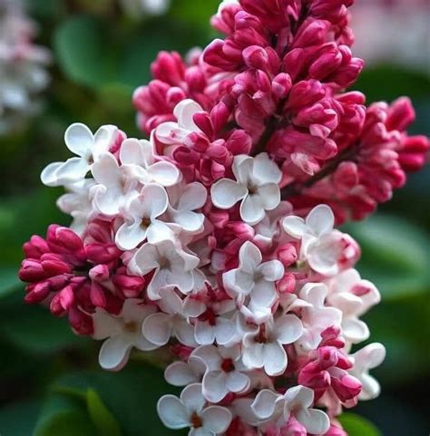 ნონა ყაველაშვილი