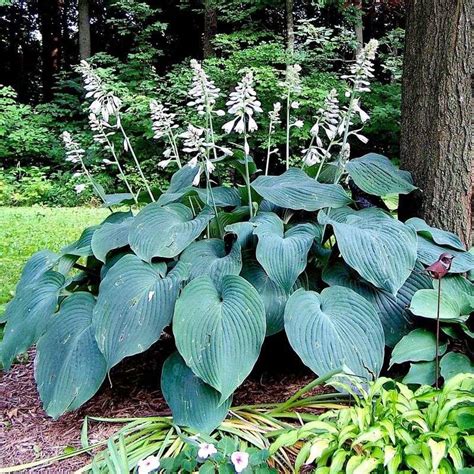 19 Shade Loving Perennials That Survive Arizonas Harsh Sun When