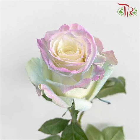 Rose Mondial Dyed Sweet Aurora Bori 8 10 Stems Wholesale Flowers